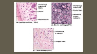 GRADE 11 GENERAL BIOLOGY LESSON 3: CELL TYPES ANIMAL TISSUES | PDF