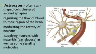 GRADE 11 GENERAL BIOLOGY LESSON 3: CELL TYPES ANIMAL TISSUES | PDF