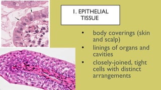 GRADE 11 GENERAL BIOLOGY LESSON 3: CELL TYPES ANIMAL TISSUES | PDF