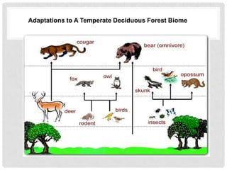 Temperate Deciduous Forest Energy Pyramid