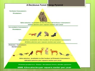 Temperate Deciduous Forest Energy Pyramid