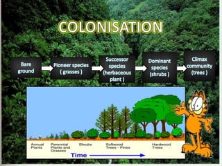 Biology - Colonisation and Succession | PPTX