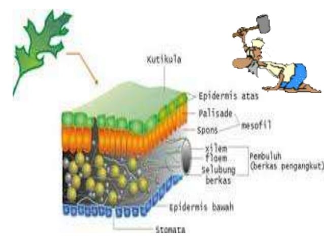Struktur Jaringan dan Fungsi Daun | PPT