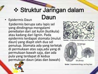 Struktur Jaringan dan Fungsi Daun | PPT