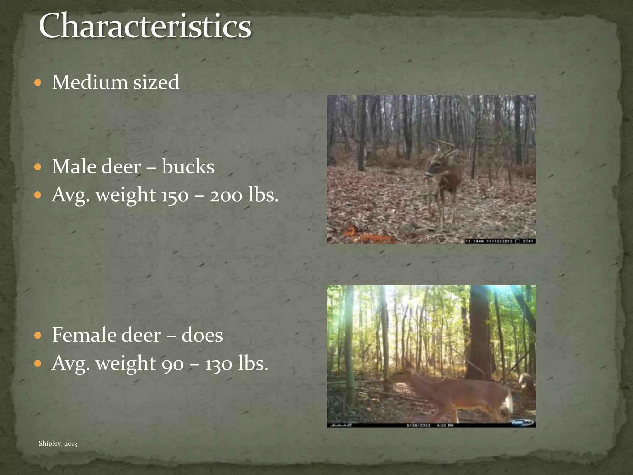 Bio 130 natural history project | PPT