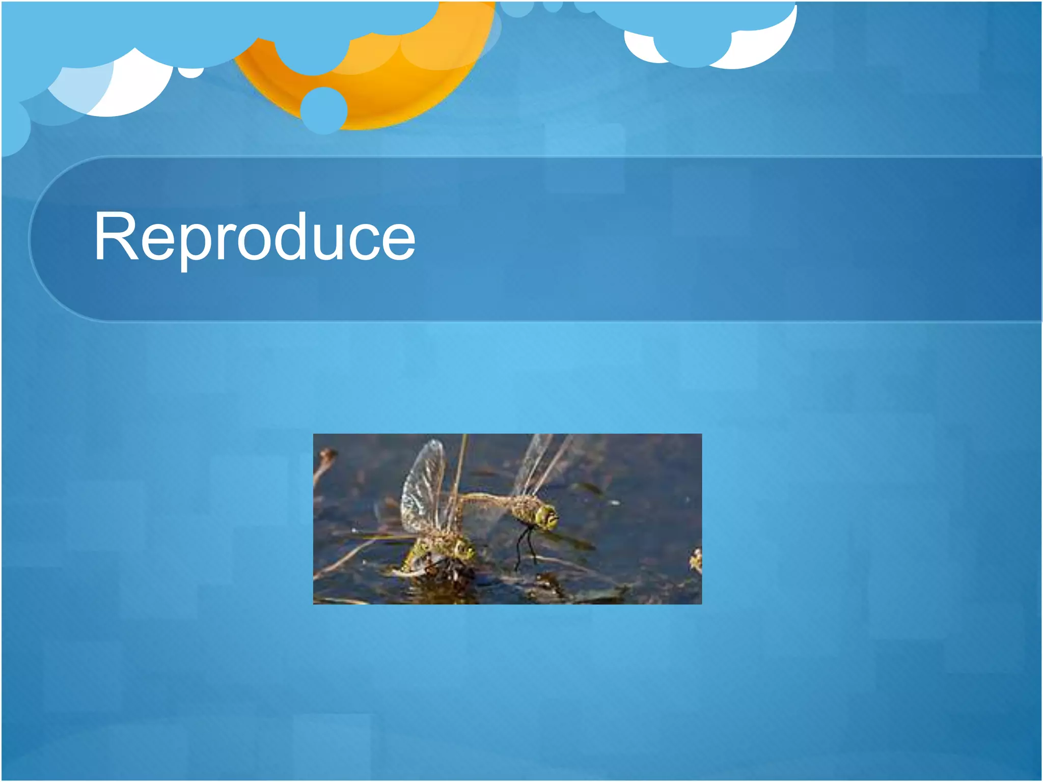 Bio. visual representation thing | PPTX