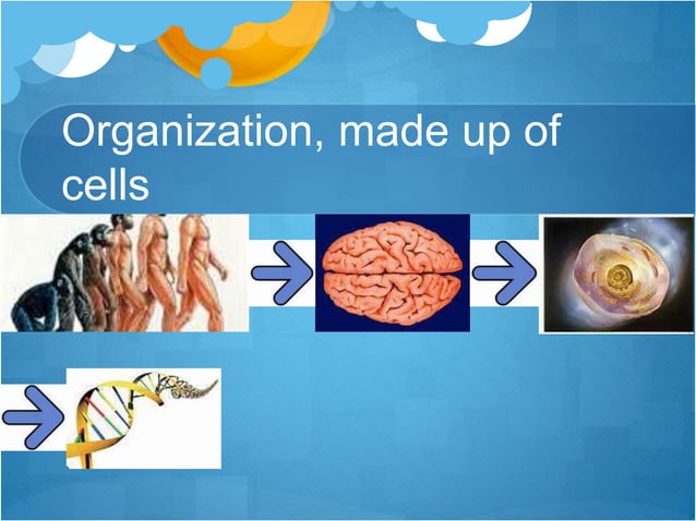 Bio. visual representation thing | PPTX