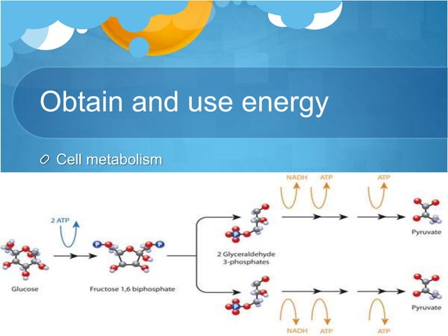 Bio. visual representation thing | PPTX