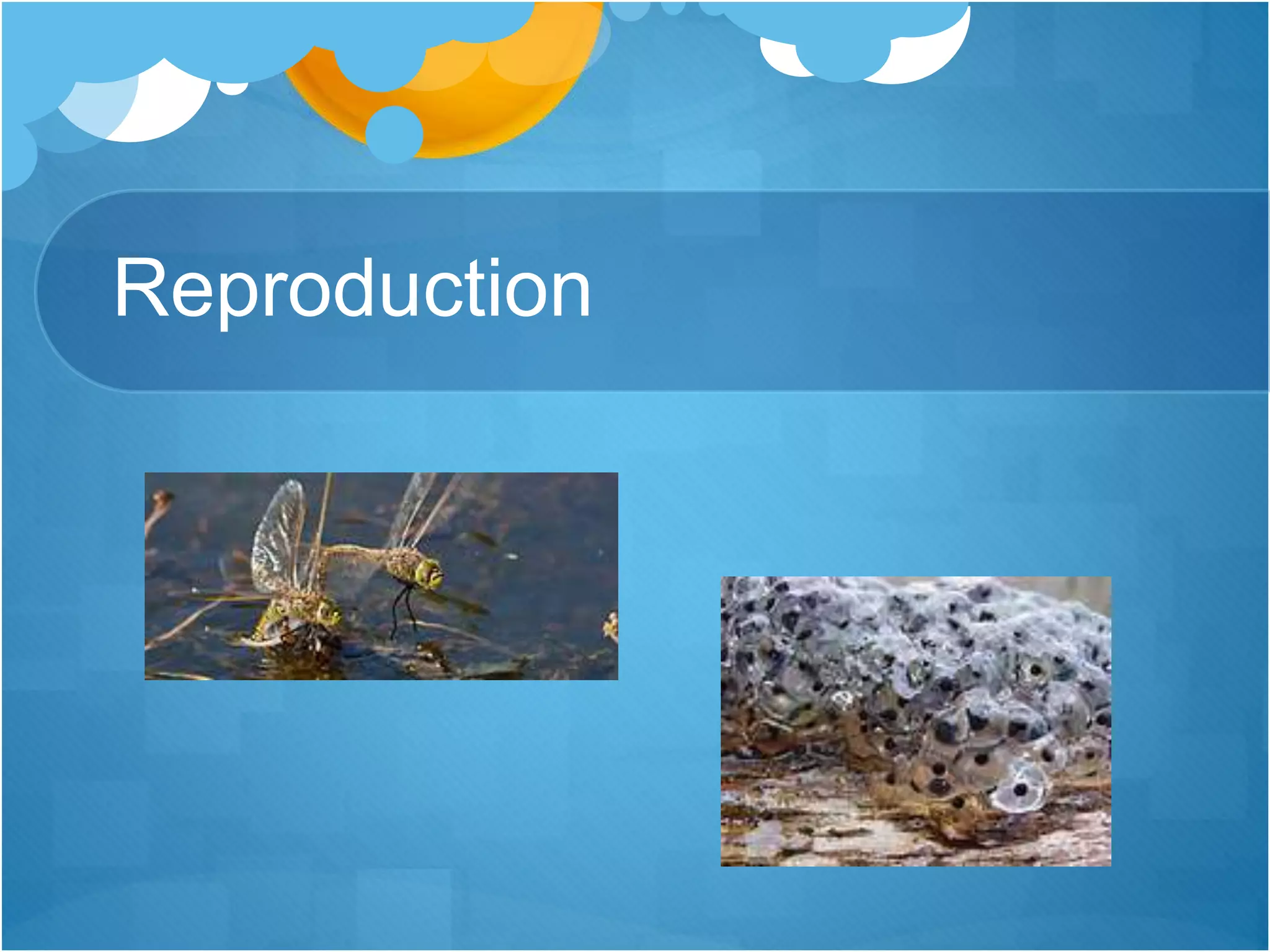 Bio. visual representation thing | PPTX