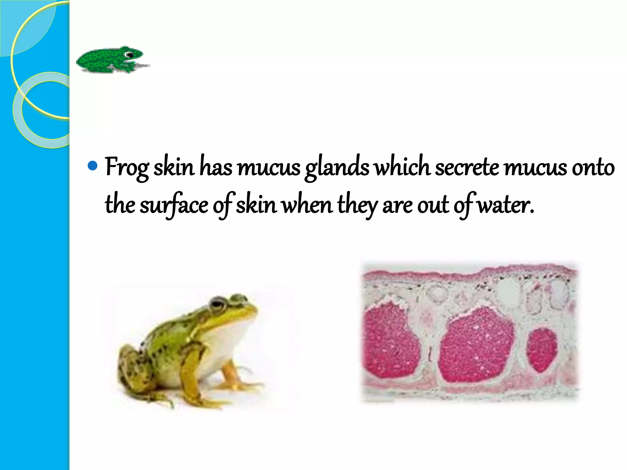 cutaneous respiration in frog | PPTX