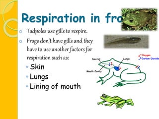 cutaneous respiration in frog | PPTX