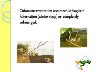 cutaneous respiration in frog | PPTX
