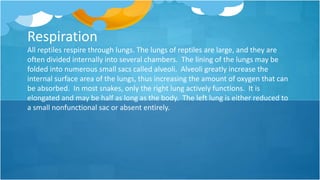 P.Reptilia | PPT