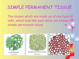 tissues | PPTX