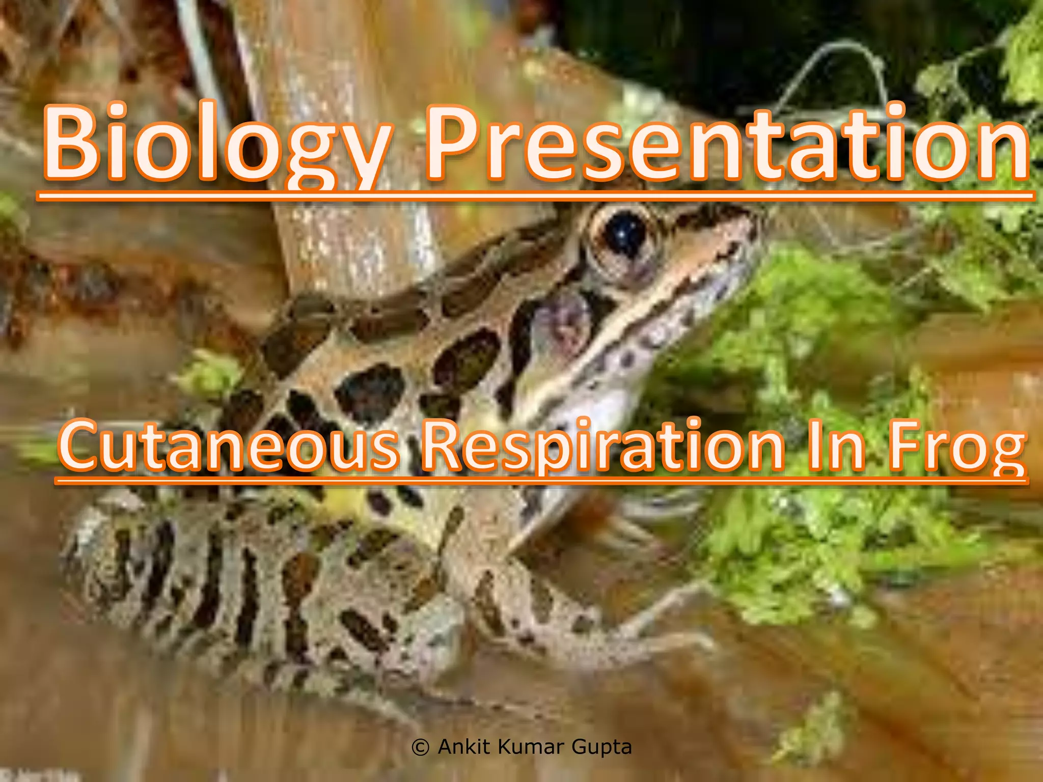 Cutaneous Respiration In Frog. | PPTX