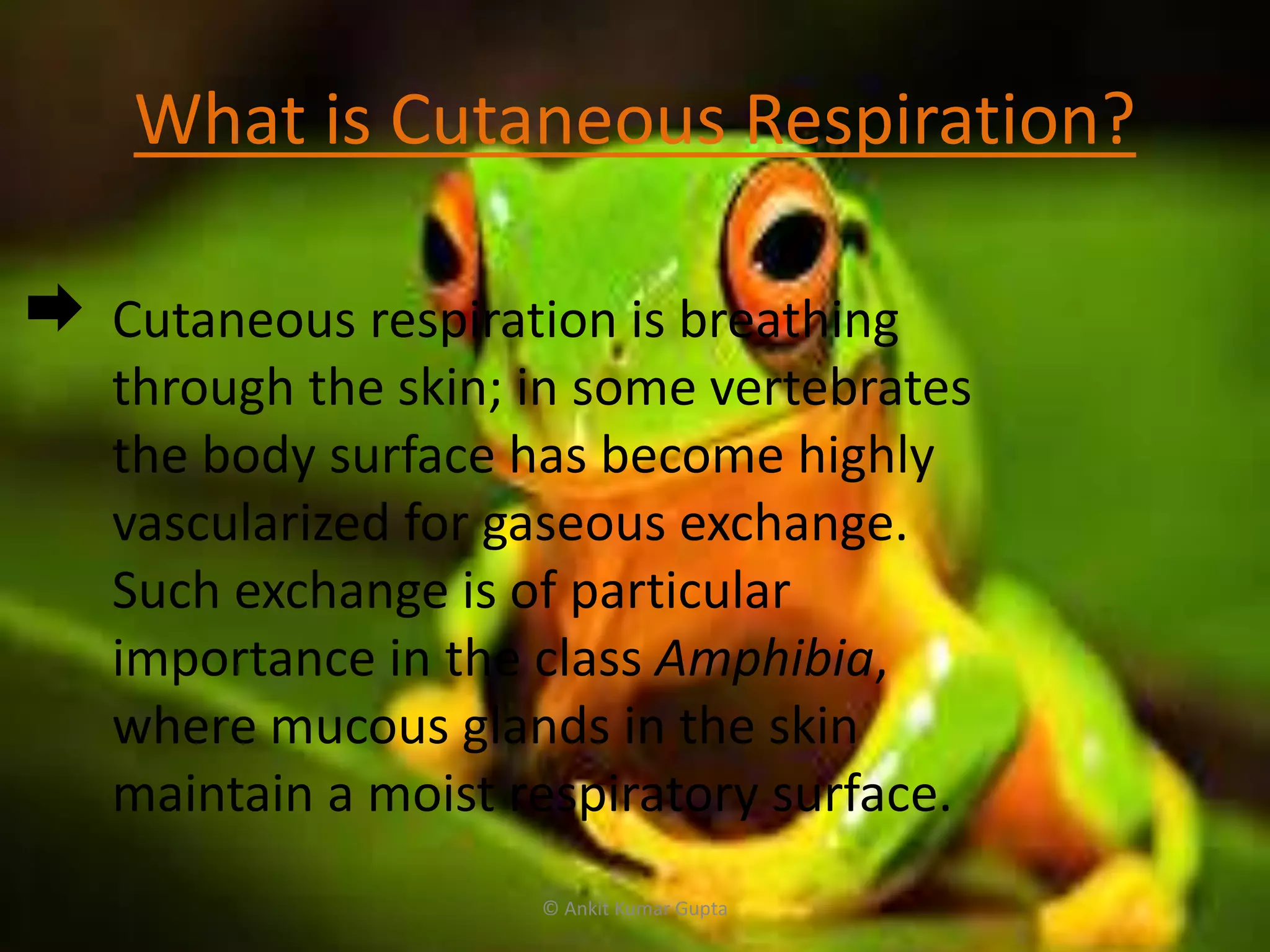 Cutaneous Respiration In Frog. | PPTX