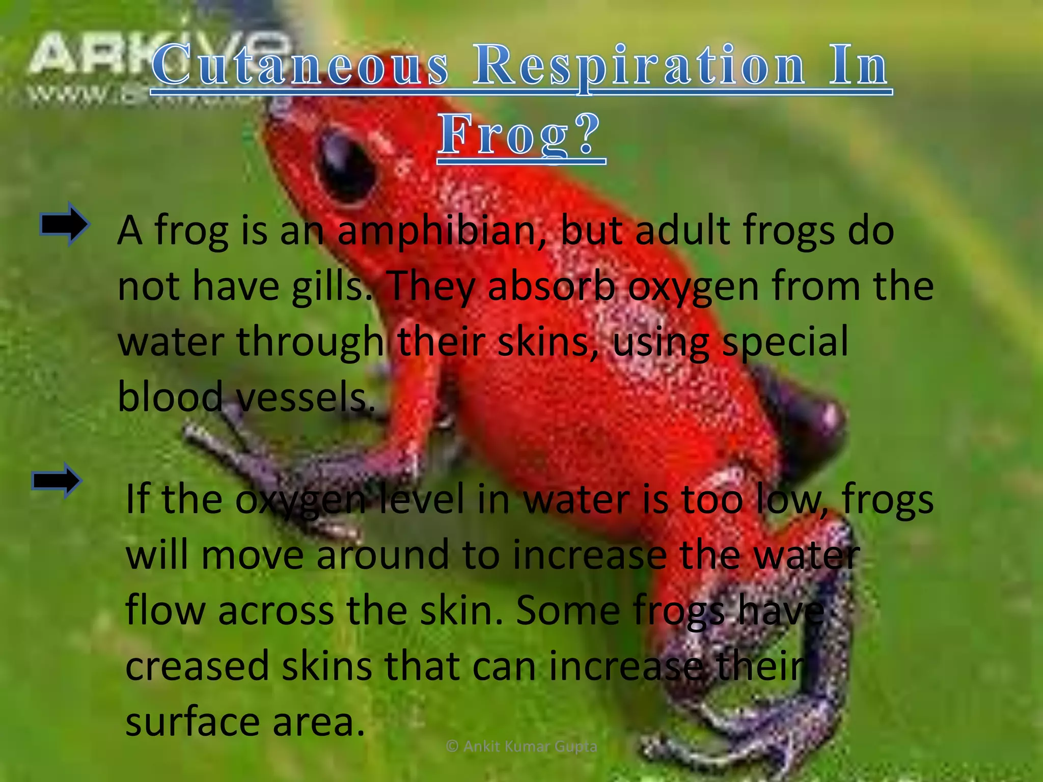 Cutaneous Respiration In Frog. | PPTX