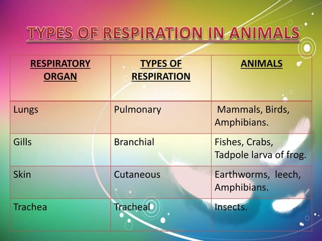 Cutaneous Respiration In Frog. | PPTX