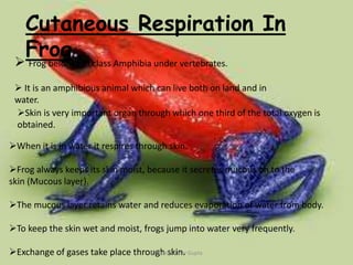 Cutaneous Respiration In Frog. | PPTX