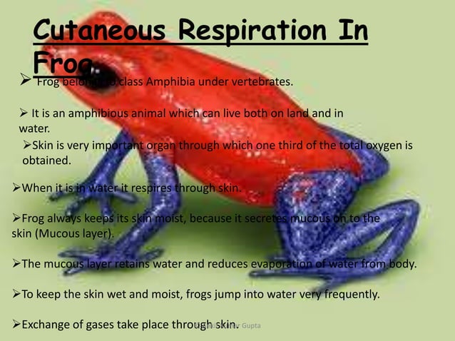Cutaneous Respiration In Frog. | PPT | Free Download