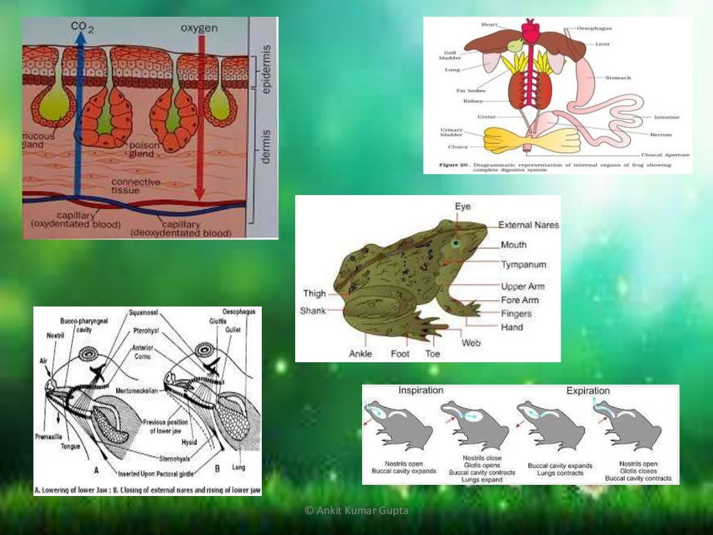 Cutaneous Respiration In Frog.