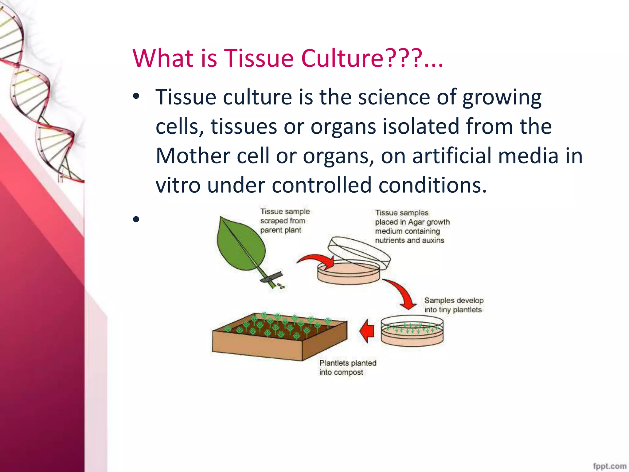 Tissue Culture | PPTX