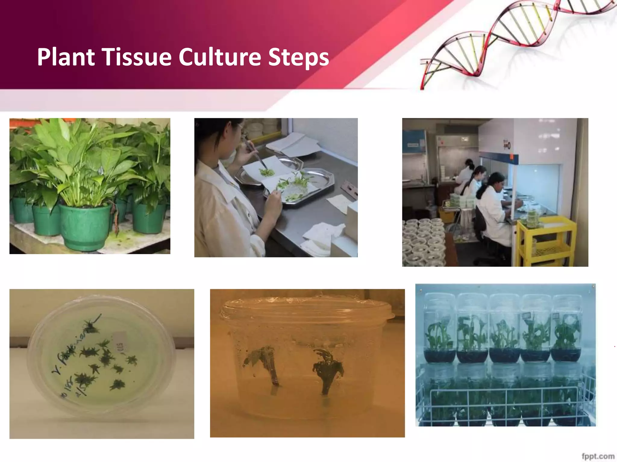 Tissue Culture | PPTX
