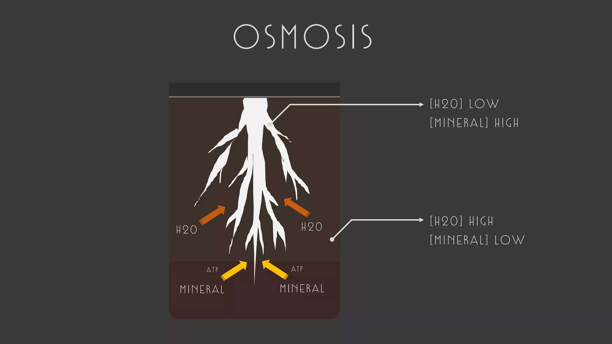 Water Conduction in Plant | PPT