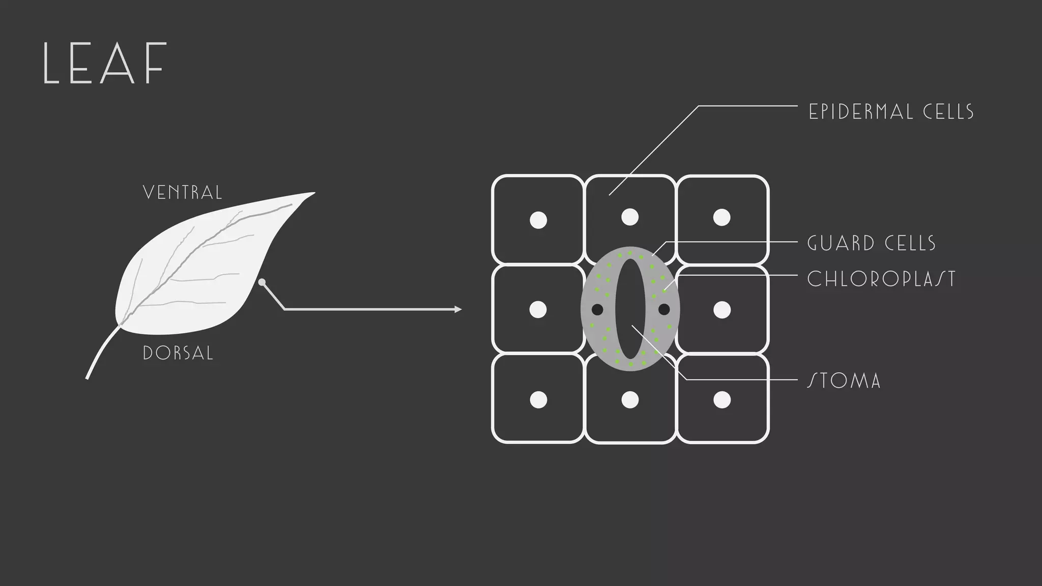 Water Conduction in Plant | PPT
