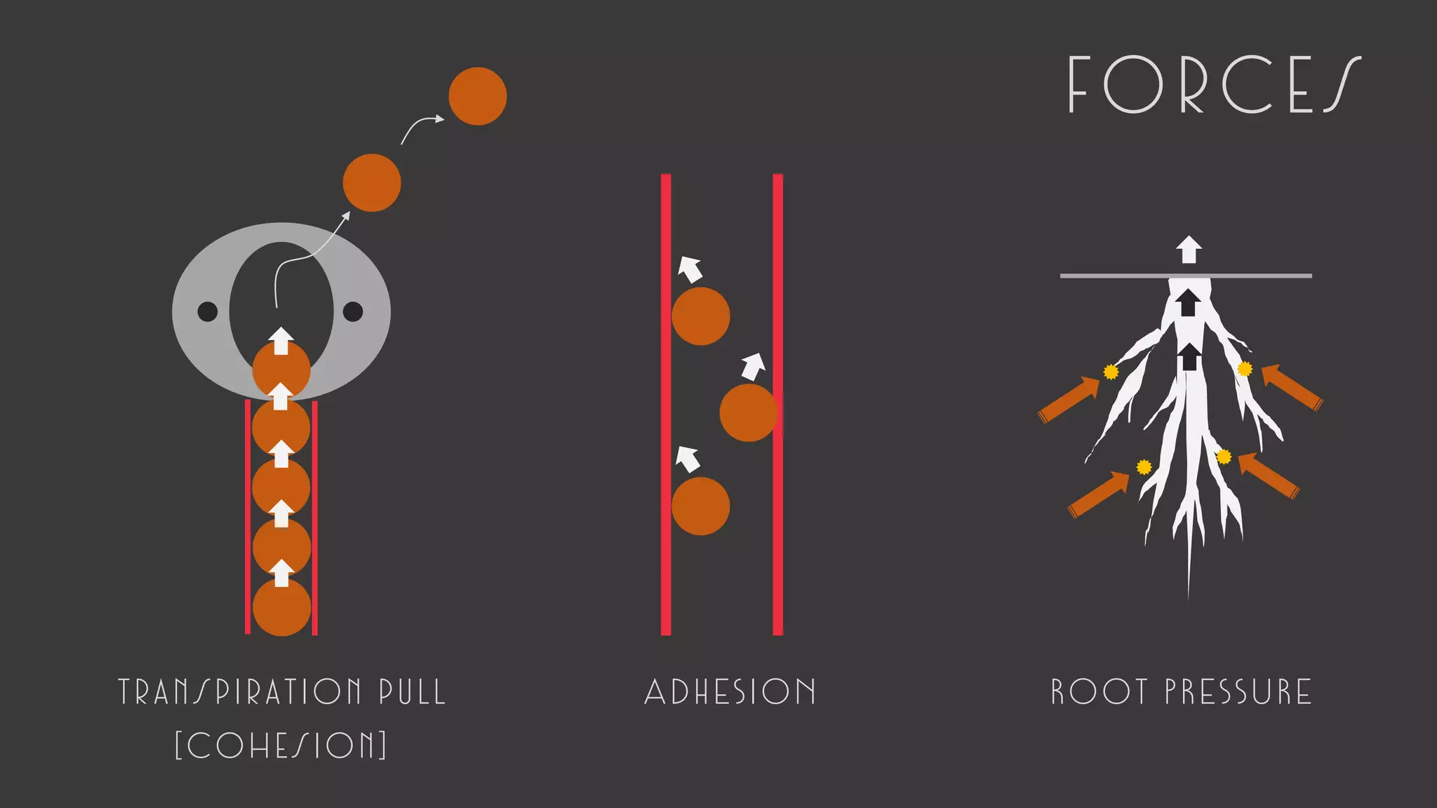 Water Conduction in Plant | PPT