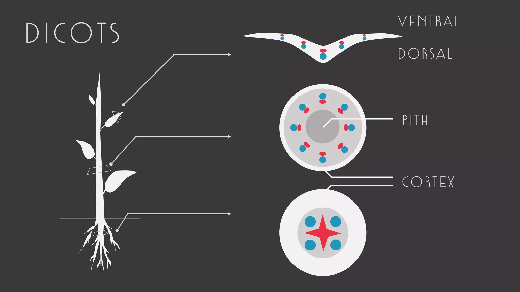 Water Conduction in Plant | PPT