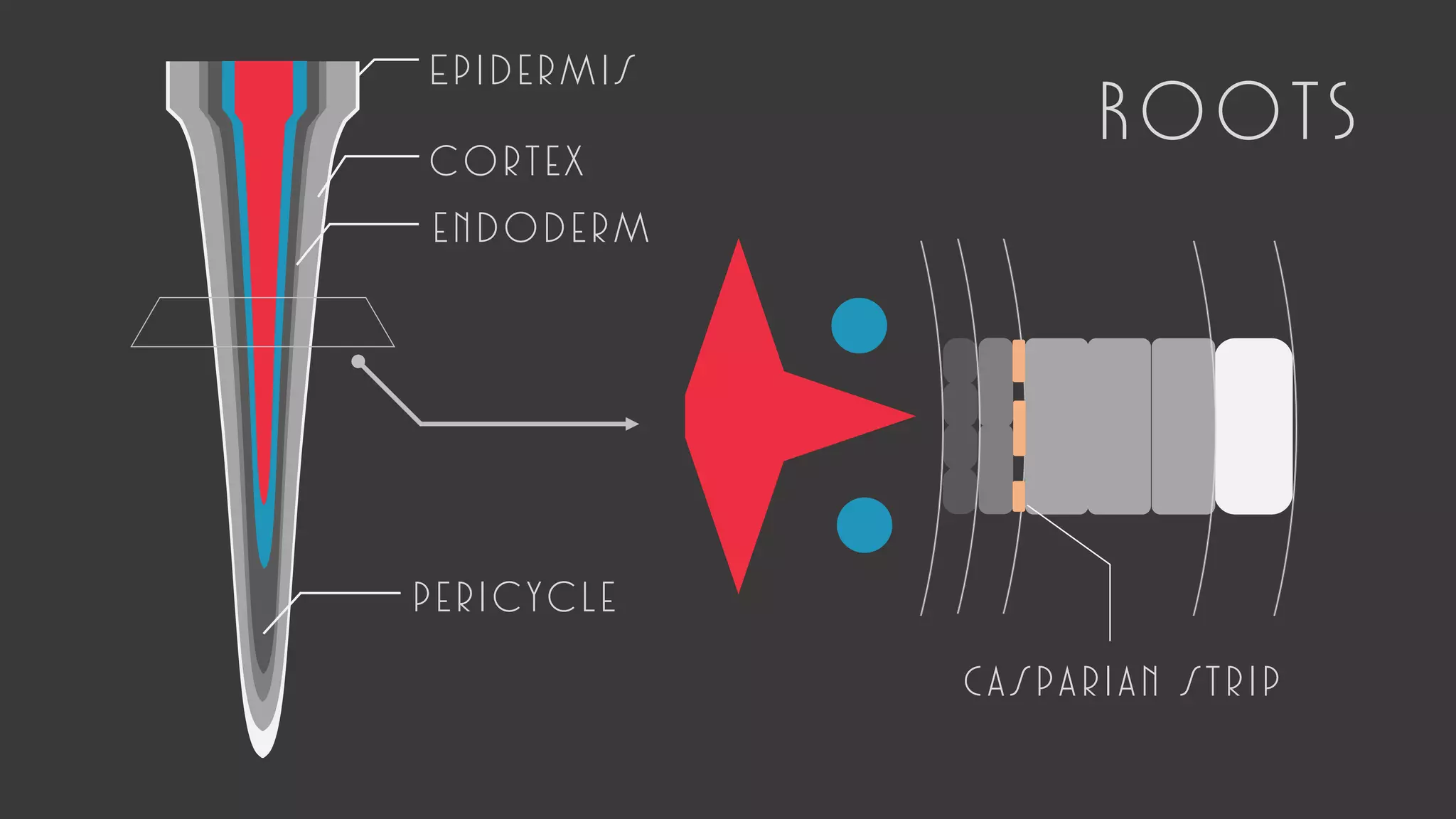 Water Conduction in Plant | PPT