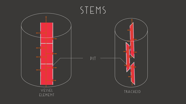 Water Conduction in Plant | PPT