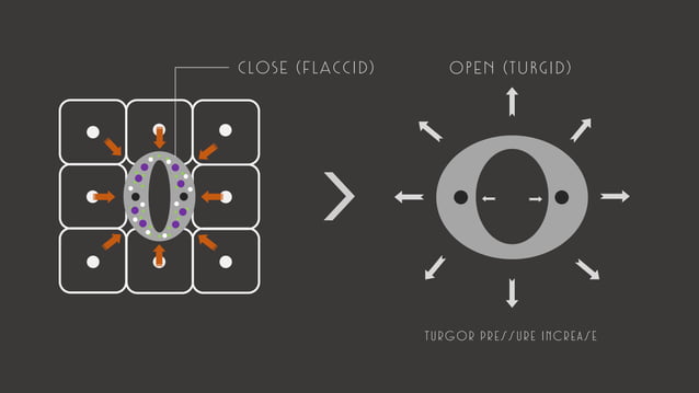 Water Conduction in Plant | PPT