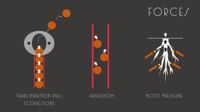 Water Conduction in Plant | PPT