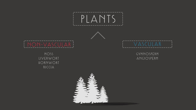 Water Conduction in Plant | PPT