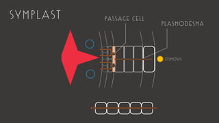 Water Conduction in Plant | PPT