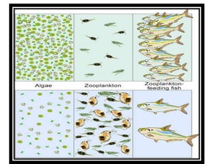 MANAGEMENT OF WETLANDS THROUGH BIOMANIPULATION | PPTX