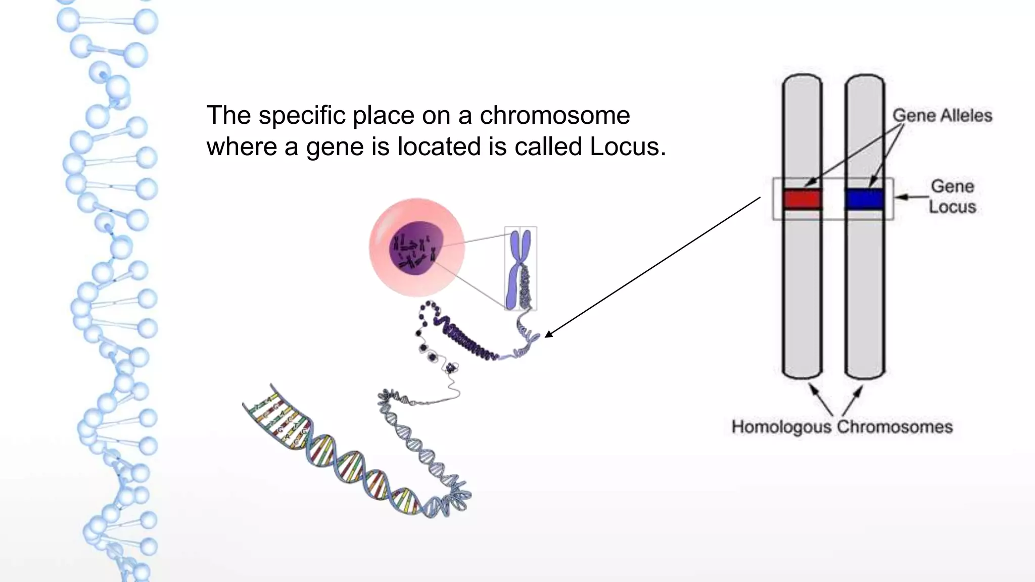 Bioinformatics presentation on finding gene in DNA | PPT