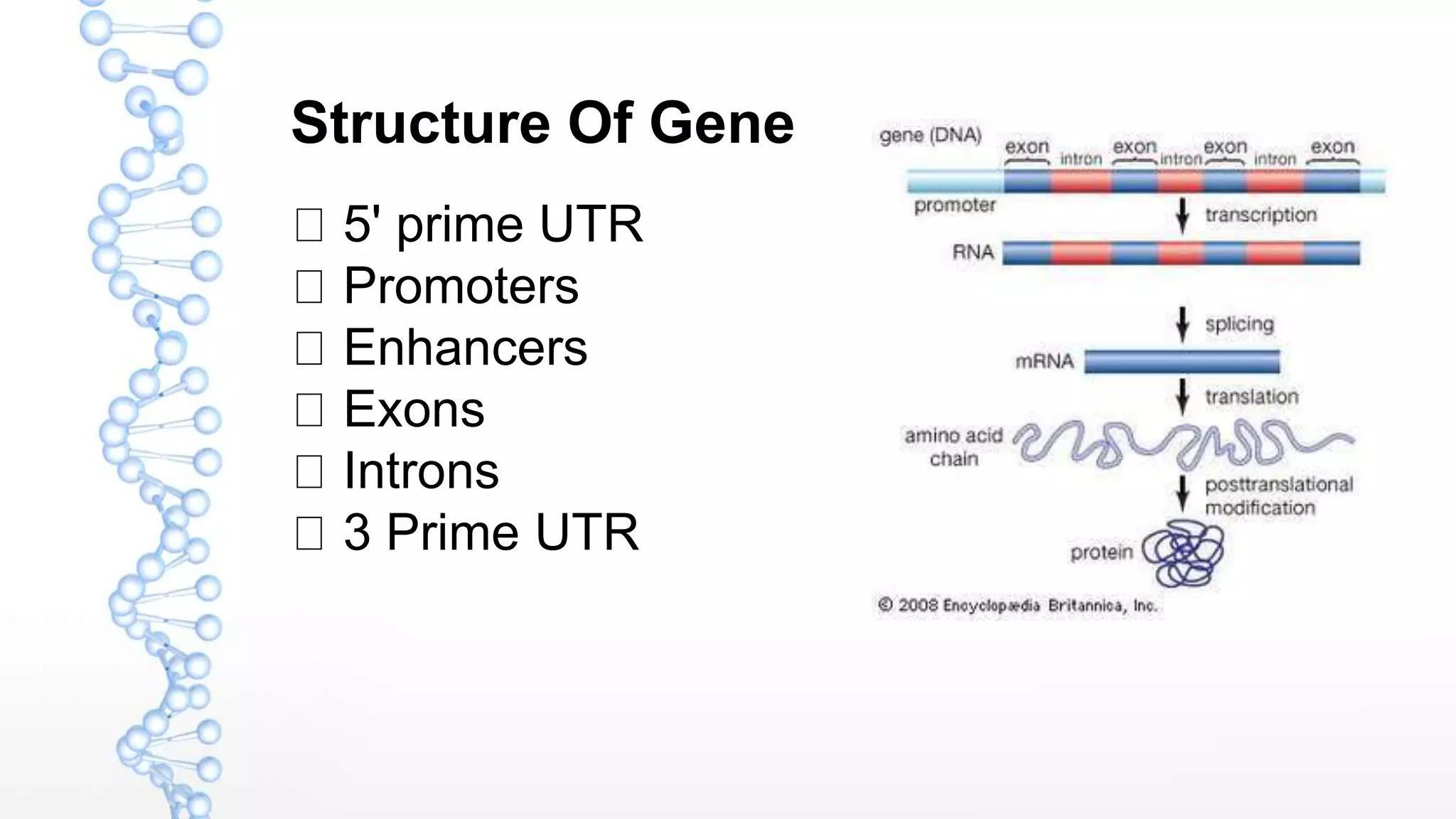 Bioinformatics presentation on finding gene in DNA | PPT