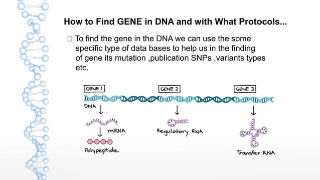 Bioinformatics presentation on finding gene in DNA | PPT
