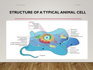 Bio-1 PT, L-1 Cell Biology (1).pdfud up | PPT
