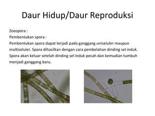 Biology - Chlorphyta | PPT