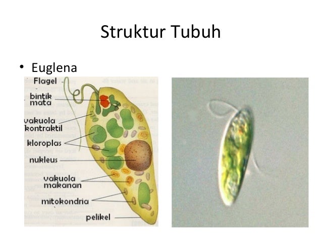 Biology - Chlorphyta