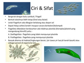 Biology - Flagellata | PPT