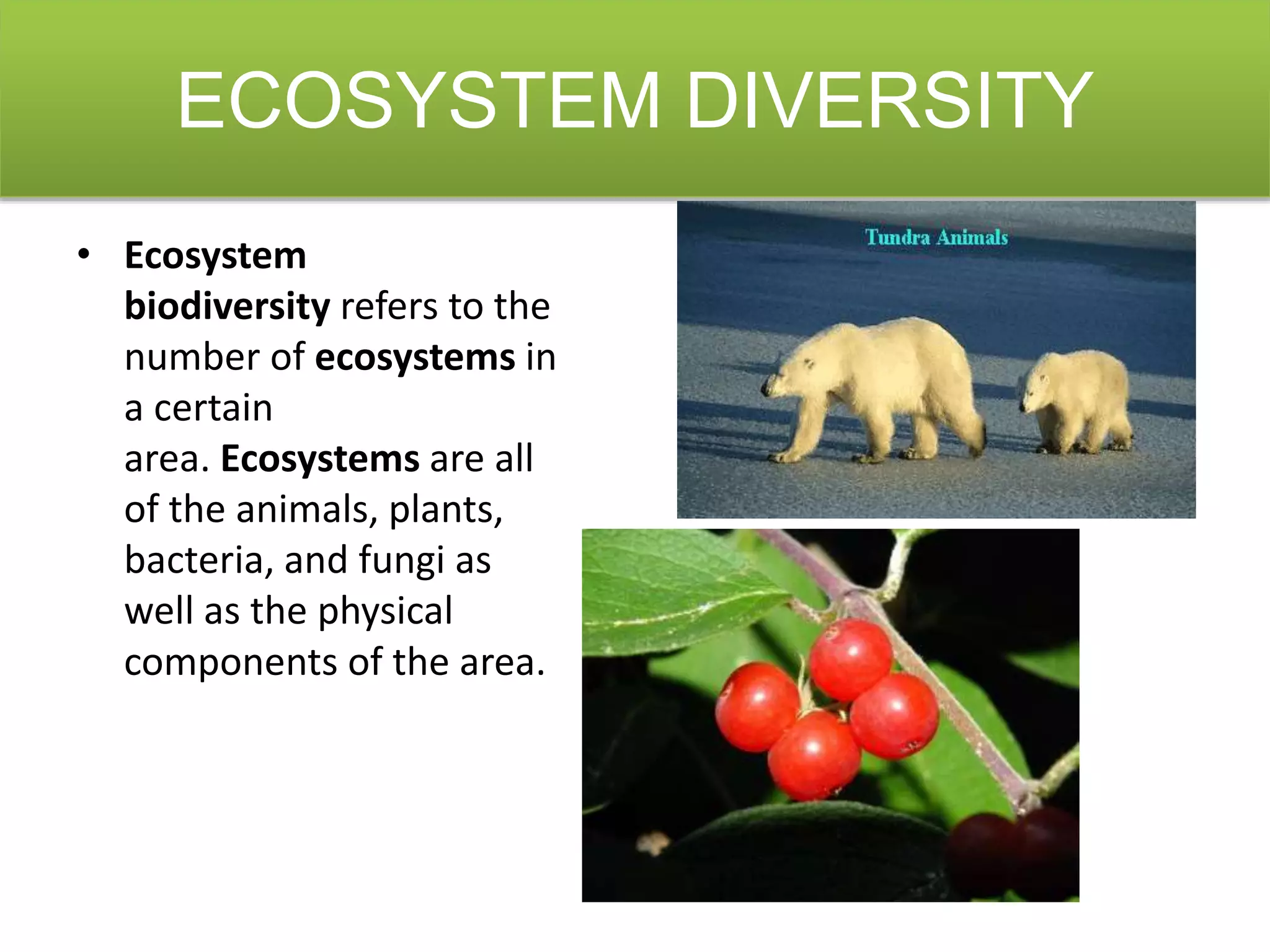 Biodiversity | PPTX
