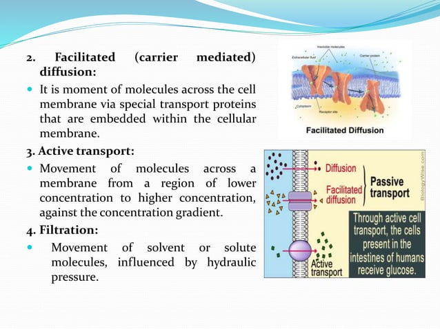 DIFFUSION PRINCIPLES IN BIOLOGICAL SYSTEMS