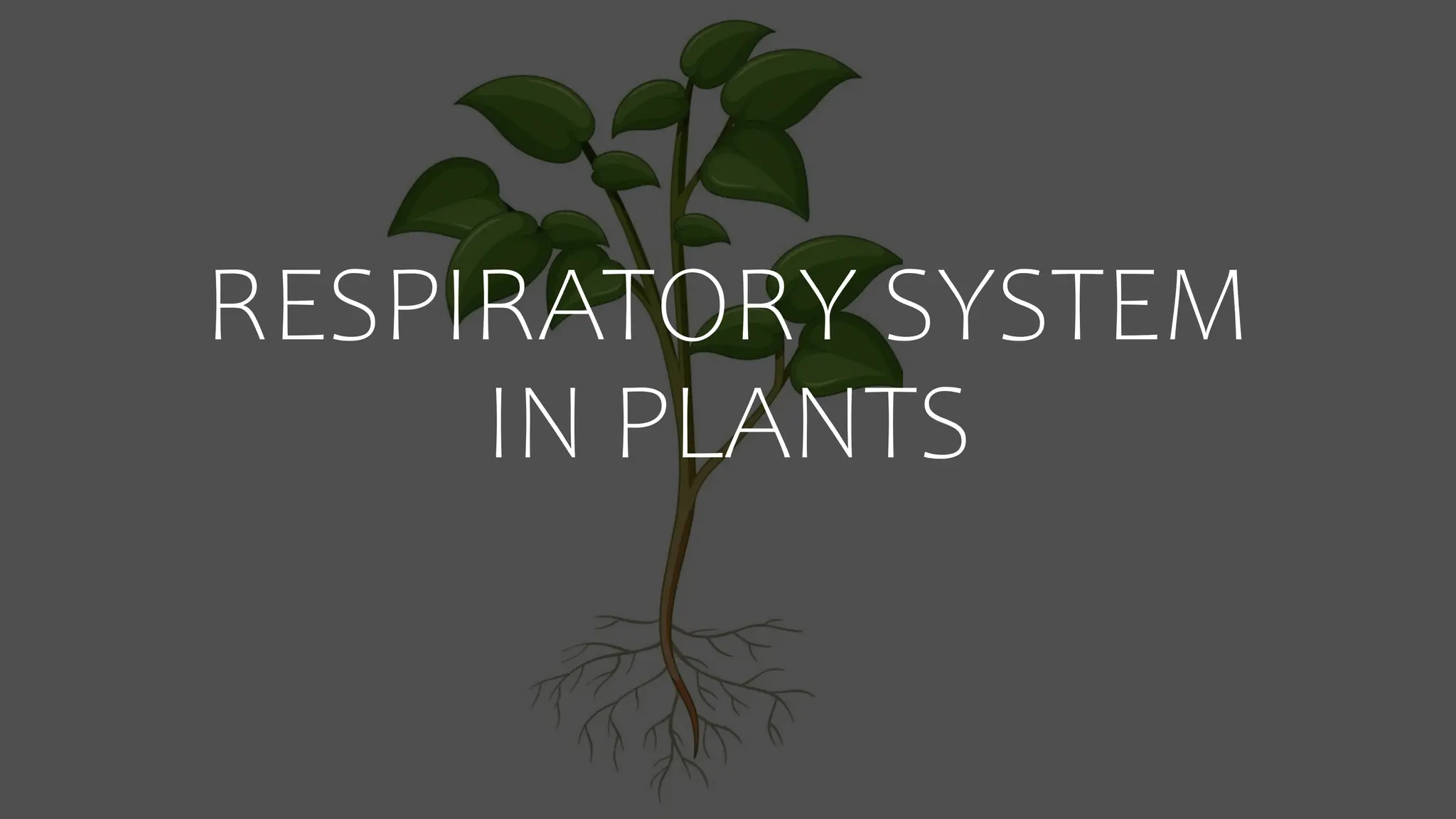 RESPIRATORY SYSTEM OF THE PLANTS........ | PPTX