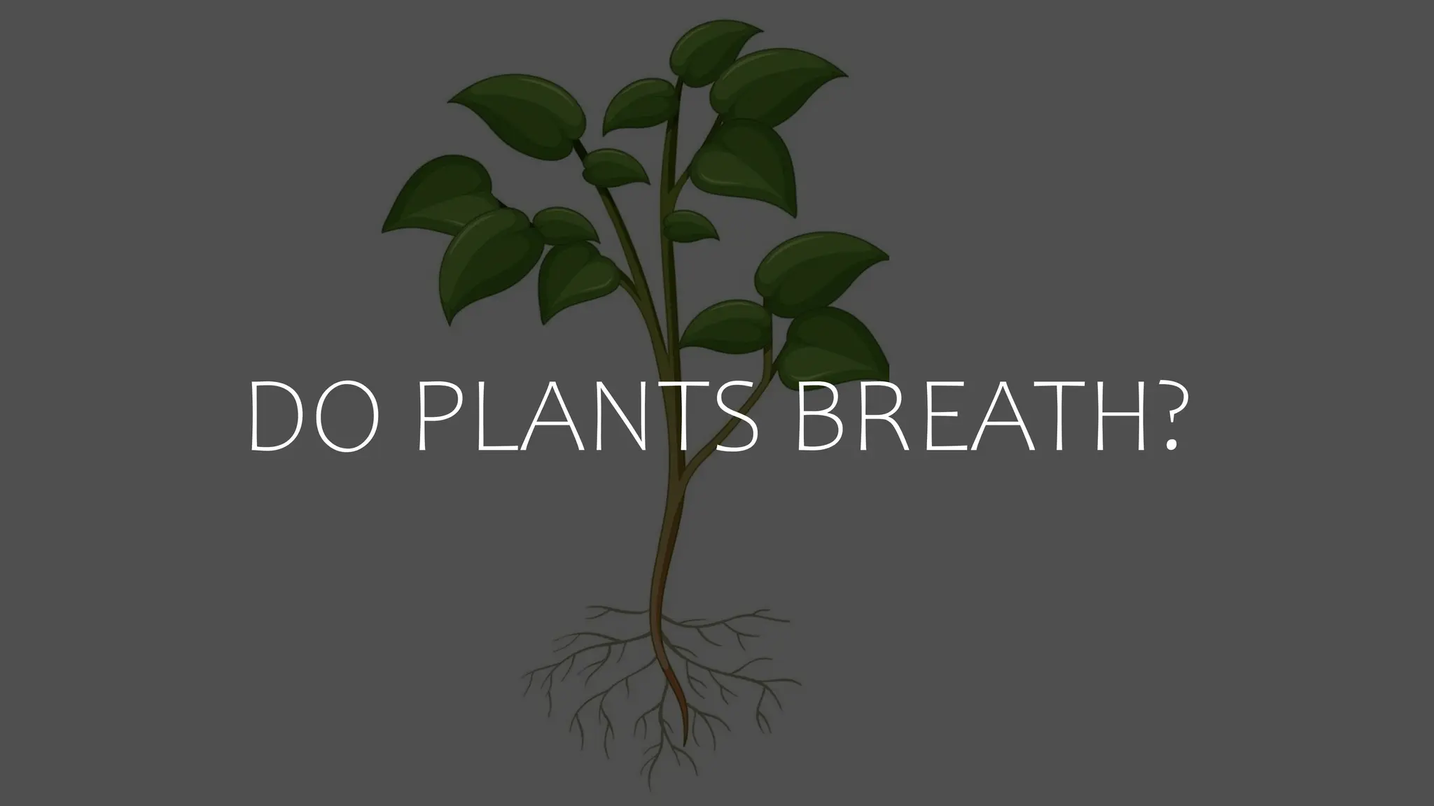RESPIRATORY SYSTEM OF THE PLANTS........ | PPTX