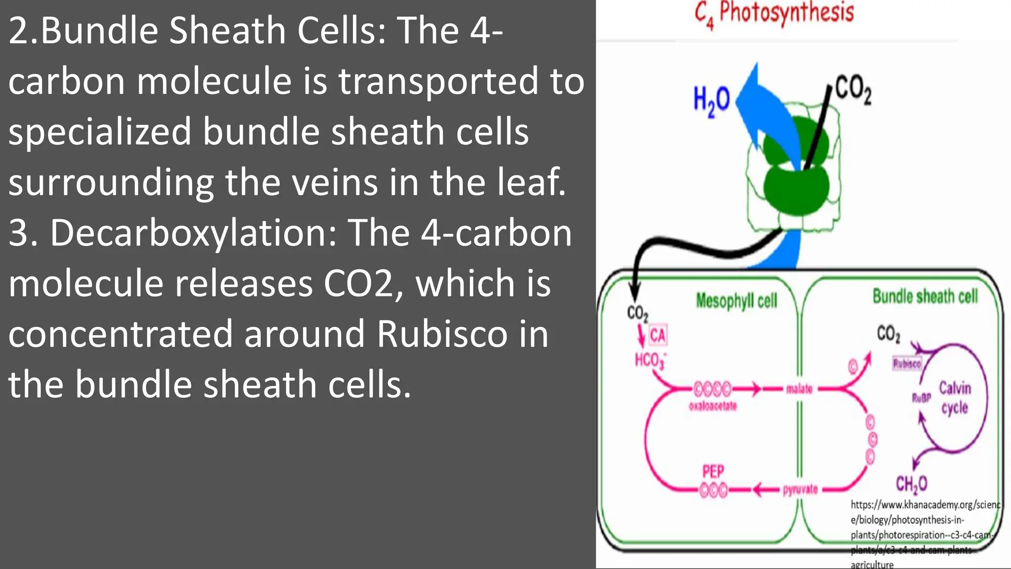 RESPIRATORY SYSTEM OF THE PLANTS........ | PPTX